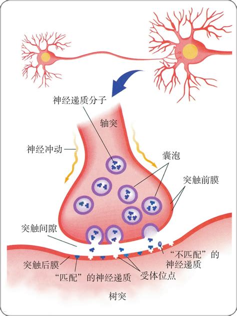 阅读笔记：神经递质的传递和功能 知乎