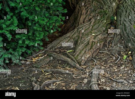 A Close Up View Of The Roots Of A Tree In The Soil With A Background Of Lush Greenery Stock