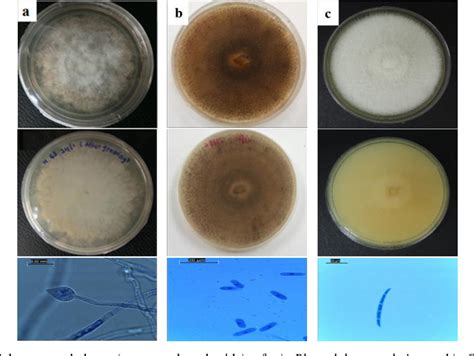 Figure 2 From Characterisation Of Trichoderma Spp And Assessment As Biocontrol Using Dual