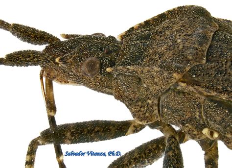 Hemiptera Heteroptera Coreidae Vazquezitocoris Repletus Leaf Footed Bugs Female M Urban