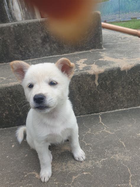 시골집 믹스견 강아지 무료 분양해요 유기견 무료분양 And 강아지 고양이 입양 사이트 유기견보호센터