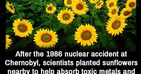 Vegetal Cleanup Album On Imgur