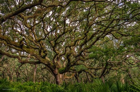 Elevation Of Cumberland Island Georgia USA Topographic Map Altitude Map