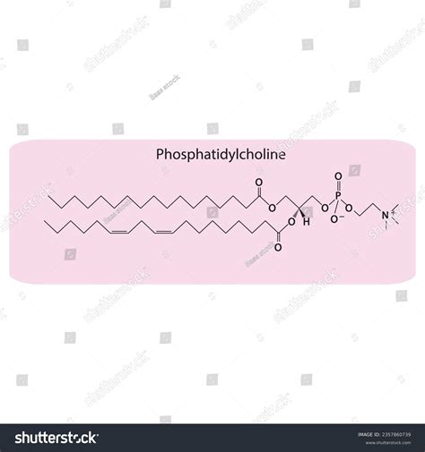 Structure Phosphatidylcholine Biomolecule Skeletal Structure Diagram Stock Vector Royalty Free