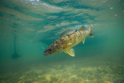 A Guide To Walleye Fishing Tips Gear And Best Locations Onx Fish