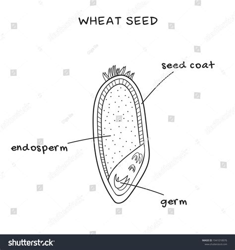 Structure Wheat Seed Grain Vector Infographics Stock Vector Royalty Free 1941018976 Shutterstock