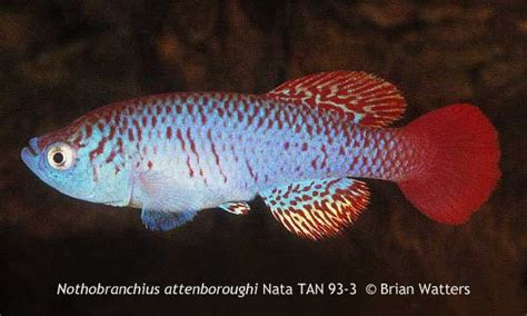 Nothobranchius Attenboroughi