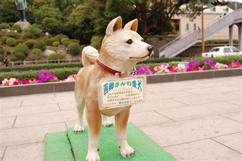 西郷さんの愛犬 写真共有サイト「フォト蔵」