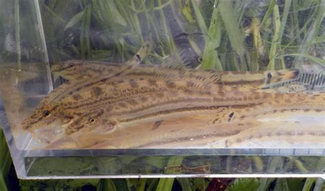 オオガタスジシマドジョウ 淡水魚写真図鑑 日淡会