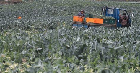 브로콜리 수확 한창