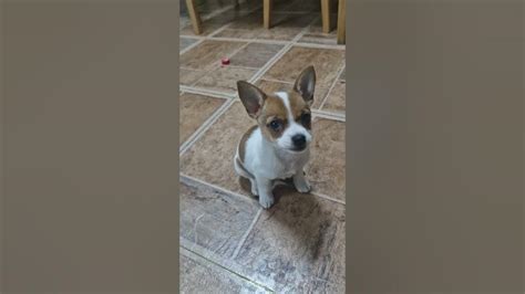 가게에서 함께 있다 들어왔는데 혼자 토끼처럼 폴짝 ㅡ풀짝 규염ㅡㅡ규염 Youtube