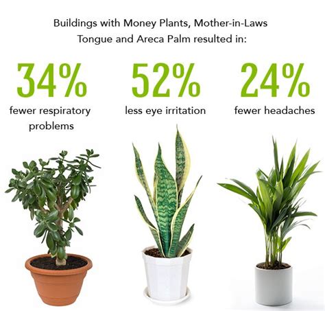 Air Purifying Plants Office Plants