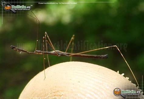 Thread Legged Assassin Bug