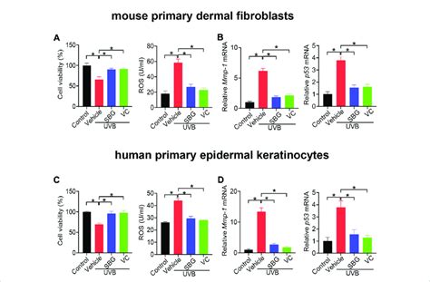 Sbg Attenuates Uvb Induced Senescence In Mouse Primary Dermal Download Scientific Diagram