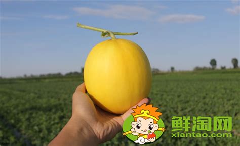 沙漠密瓜和哈密瓜有什么区别沙漠密瓜的功效与作用 鲜淘网