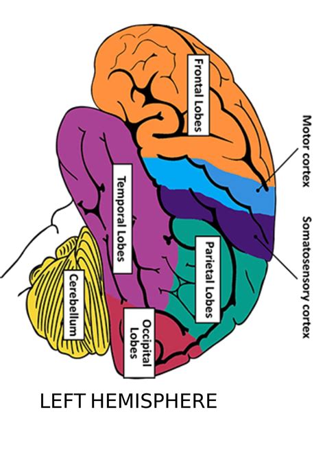 Left Hemisphere Left Hemisphere Right Hemisphere Frontal Lobes The Largest Lobes In The Human
