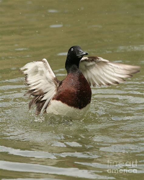 Flapping Wings Photograph By Michelle Tinger Pixels