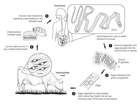Tapeworm Life Cycle Diagram Beef Tapeworm Life Cycle Diagram Quizlet