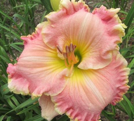 Stardreamer Daylilies Sexy Stella
