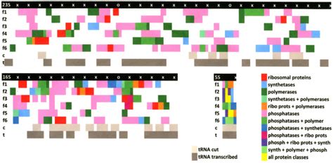 Mapping Figure Mapping TRNA Proteins RRNA J Theor Biol Mapping Ignorance