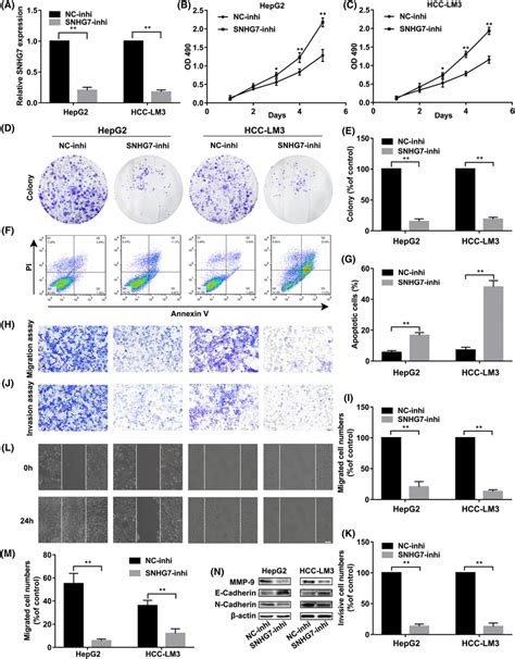 Functional Analysis Of SNHG7 A SNHG7 Expression Level Was Determined