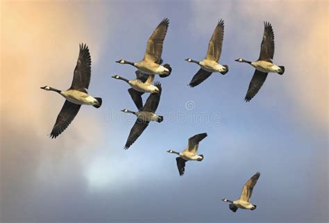 Flock Of Canada Geese Flying In V Formation Stock Image Image Of Flock Formation 258439987