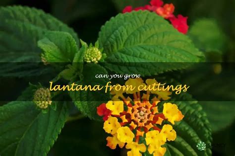 Unlock The Secrets Of Propagating Lantana How To Successfully Grow Lantana From Cuttings Shuncy