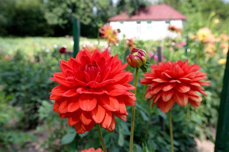 달리아 사랑스러운 큰 꽃 그룹 달리아스 분홍색 색상의 다양한 톤에 꽃잎과 꽃 달리아 꽃다 0명에 대한 스톡 사진 및 기타 이미지 Istock