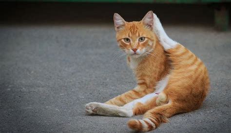 How To Determine The Gender Of A Kitten 3 Easy Ways