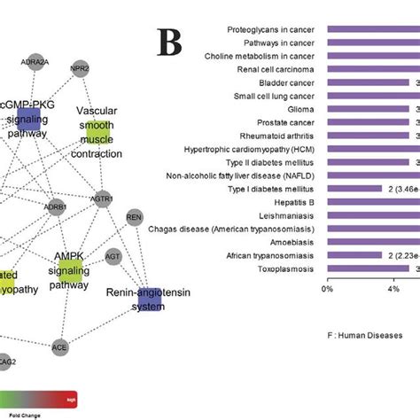 A The Target Pathway Network By String Database B The Enrichment
