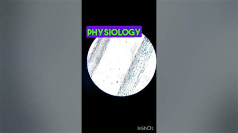 Isobilateral Leaf Shorts Biology Practical Youtube