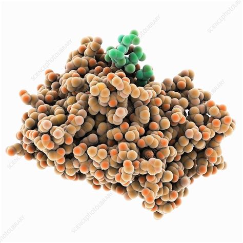 Epidermal Growth Factor Receptor Stock Image C0251926 Science Photo Library