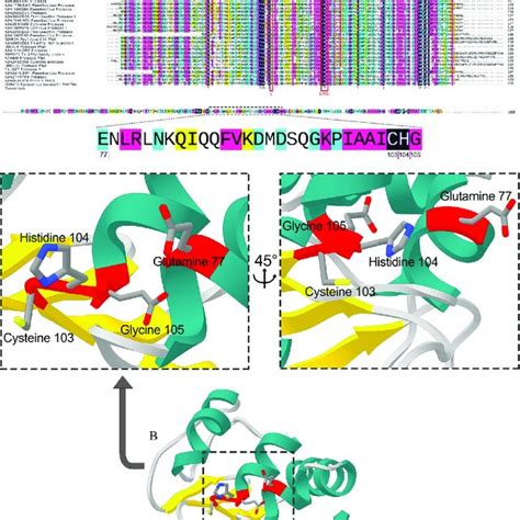 The Exhibition Of Protease 1147 Binding Site A Predicted 3d