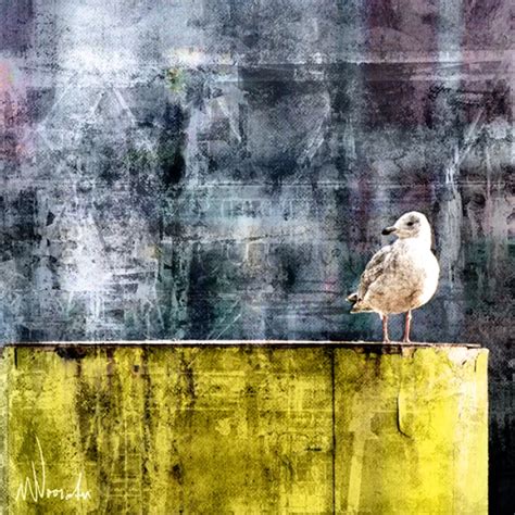 De Meeuw Op De Meerpaal Wim Noordam