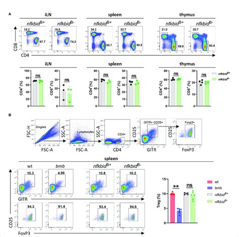 Intact T Cell Compartments In The Nfkbid B Conditional Knock Out Mice Download Scientific