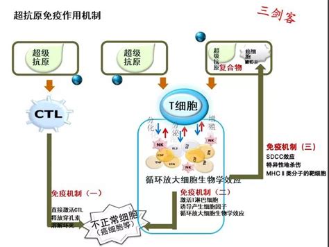 超级抗原与普通抗原