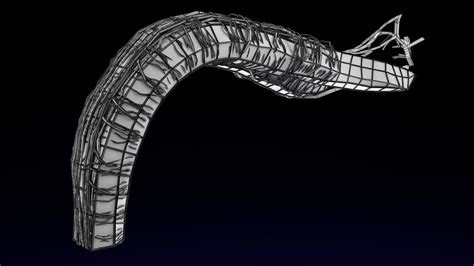 Penis Complete Anatomy Histology Layers Cut Section 3d Model Animated