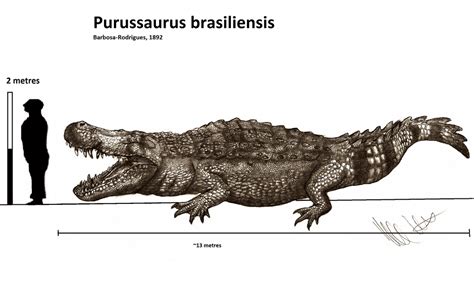 Purussaurus Alchetron The Free Social Encyclopedia