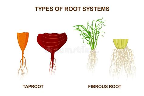 Types Root Systems Of Plants Taproot Fibrous Bulb And Tuber Root Example Comparison Stock