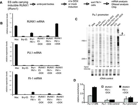 Induction Of RUNX1 Expression In RUNX1 ES Cells Carrying An Inducible