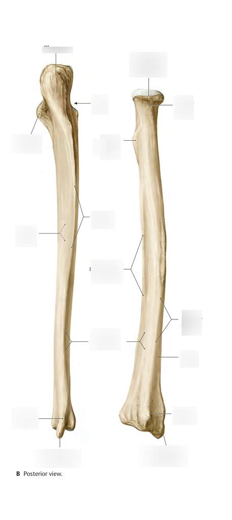 Radius And Ulna Posterior View Diagram Quizlet