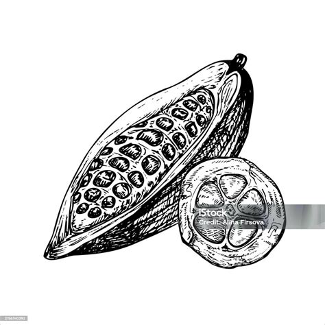 코코아 과일 그래픽 벡터 일러스트 레이 션 얇게 썬 야채의 손으로 그린 스케치 열 대 과일의 식물 그림입니다 식품 포장 디자인용 조각 식물 스케치 0명에 대한 스톡 벡터