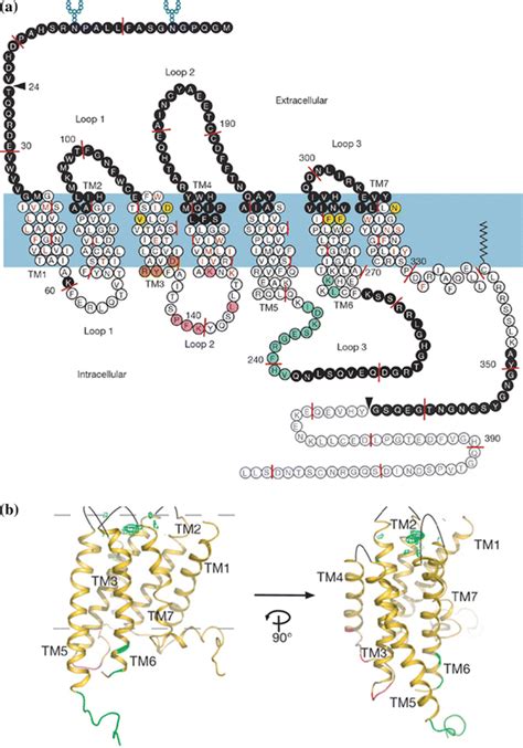 A The Sequence Of The β2 Adrenergic Receptor B 3d Structure Of The Download Scientific Diagram
