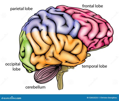 Brain Anatomy Midbrain Cross Section Royalty Free Illustration 25711908