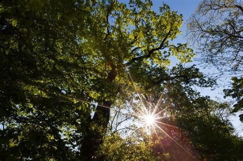Page 77 Sunlight Through Trees Images Free Download On Freepik