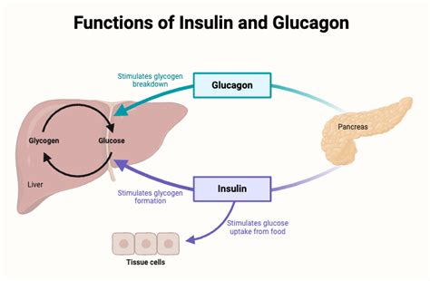 Insulin Pancreas Diagram Insulin Tabers Medical Dictionary