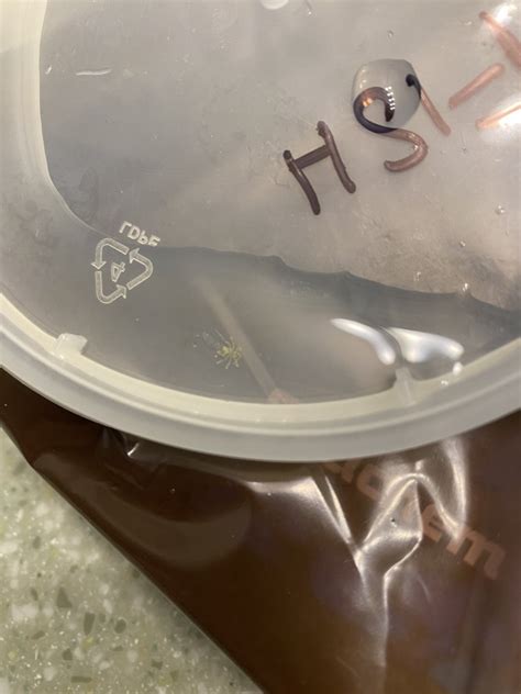 Zoa Spider Id And Advice Reef2reef