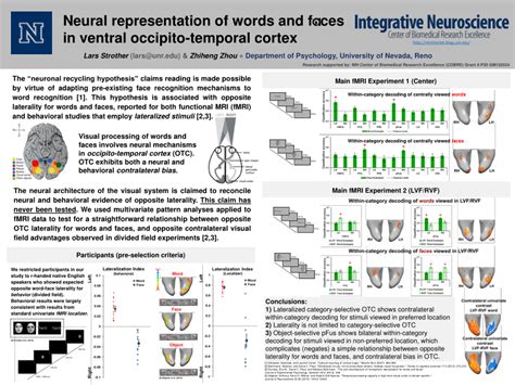 Pdf Neural Representation Of Words And Faces In Ventral Occipito Temporal Cortex