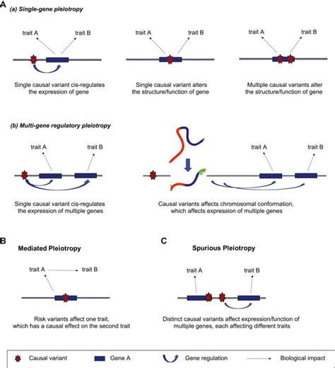 Pleiotropy And Cross Disorder Genetics Among Psychiatric Disorders