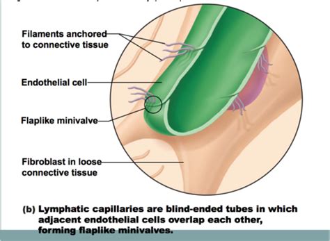 Lymphatic System Flashcards Quizlet